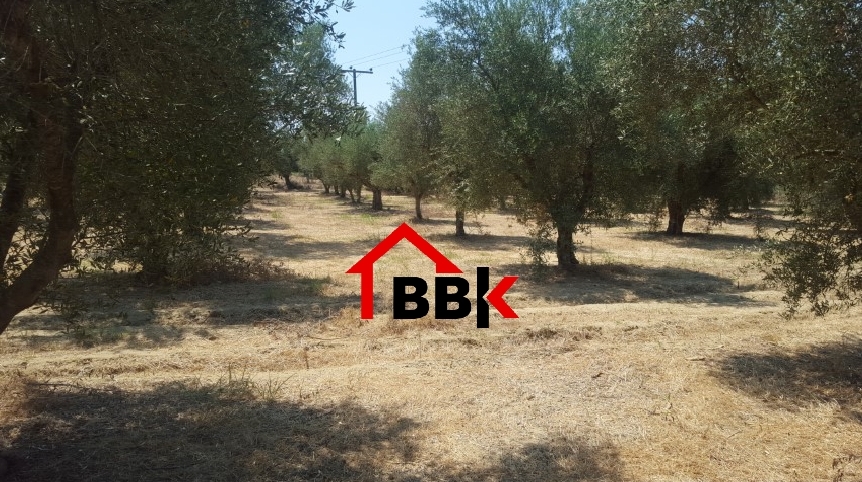 Πωλείται αγροτεμάχιο 4 στρέμματα με 30 ρίζες ελιές στην Άνω Βασιλική ...